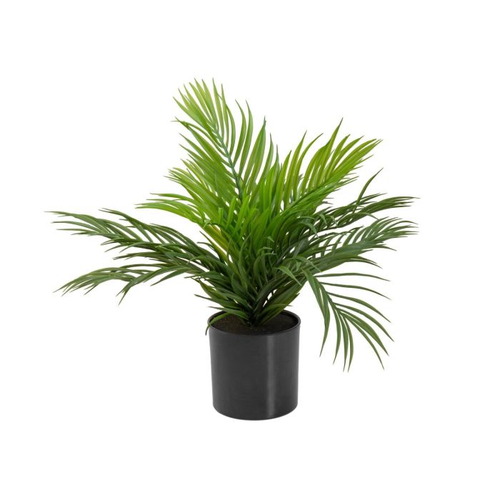 False Dypsis lutescens LUJA, 18"/45cm