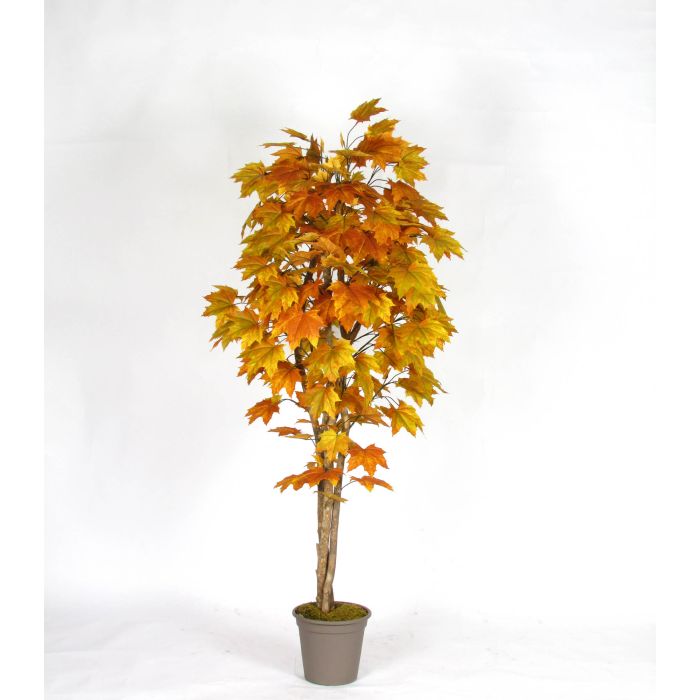 Decorative maple tree SLAWA, natural stems, orange-yellow, 6ft/175cm ...