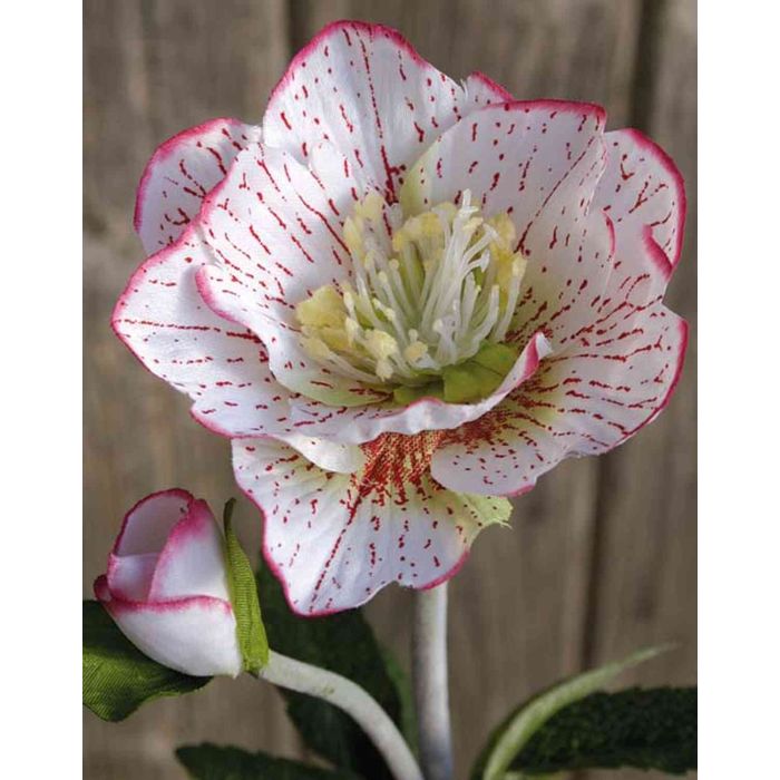 Artificial Christmas rose DANITA, white-light pink, 12"/30cm, Ø2.6"/6,5cm